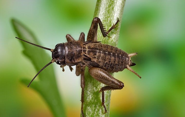 Brown Cricket Insect