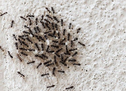 How To Get Rid Of Ants And Keep Them Away From Your Lexington Home ...
