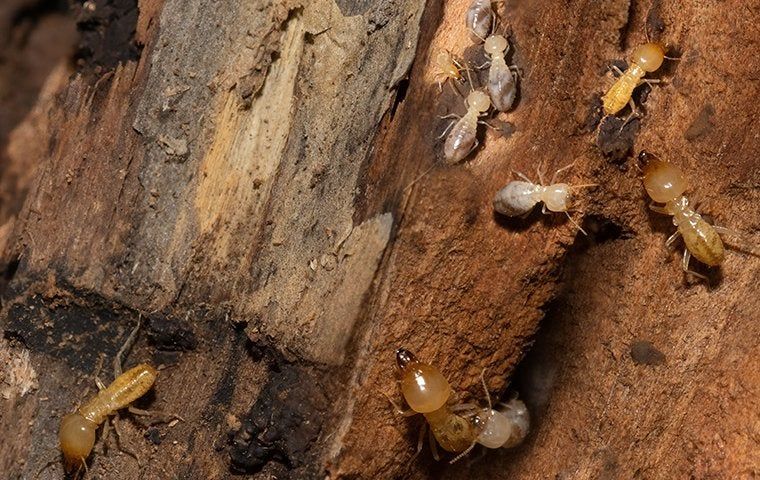 Termites In Sioux Falls: An Instructive Guide To Identification ...