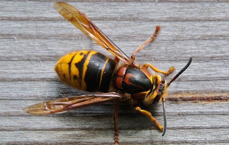 Hornet Infestations: The Dangers And How To Prevent Them In Fairfax ...
