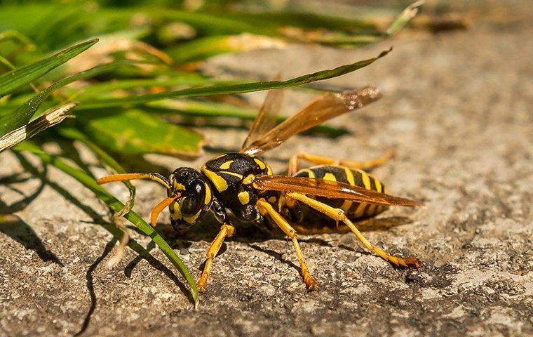 Hornet Infestations: The Dangers And How To Prevent Them In Greenville ... Hornet Infestations: The Dangers And How To Prevent Them In Greenville ...