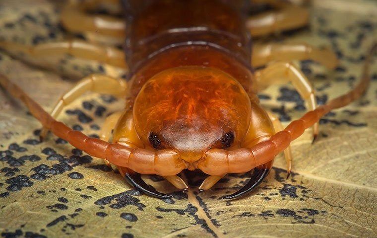 Why Do I Have Centipedes In My Denver, CO Home? | Advantage Pest Management