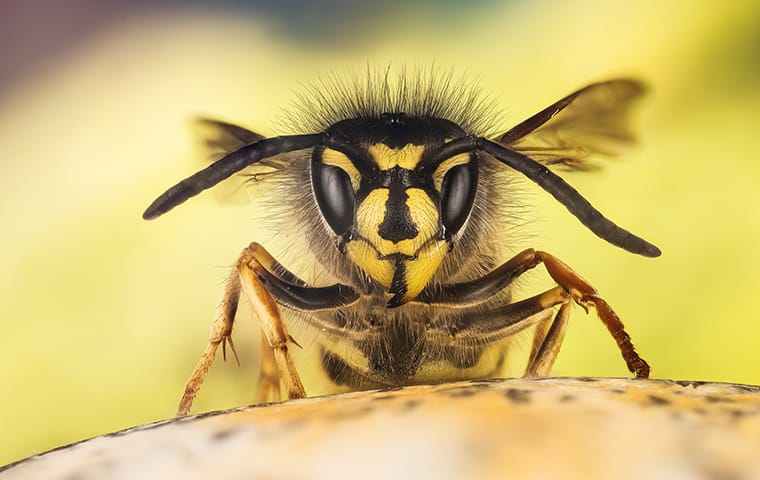 Help! Wasps Are Taking Over My Denver Yard! | Advantage Pest Management