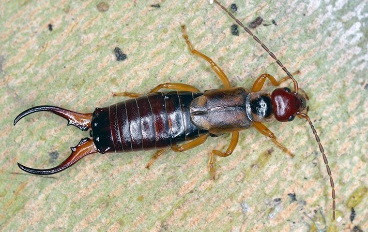 Pest Spotlight: Eliminating Earwigs In Denver | Advantage Pest Management