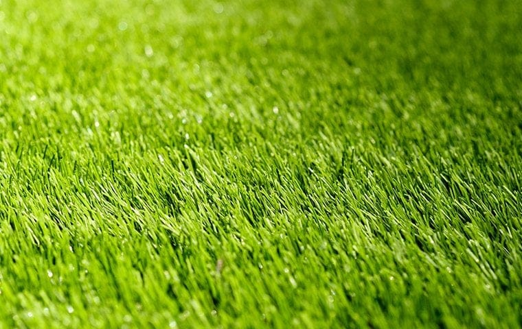 The Secret To A Beautiful Pompano Beach Lawn Year-Round | Great ...