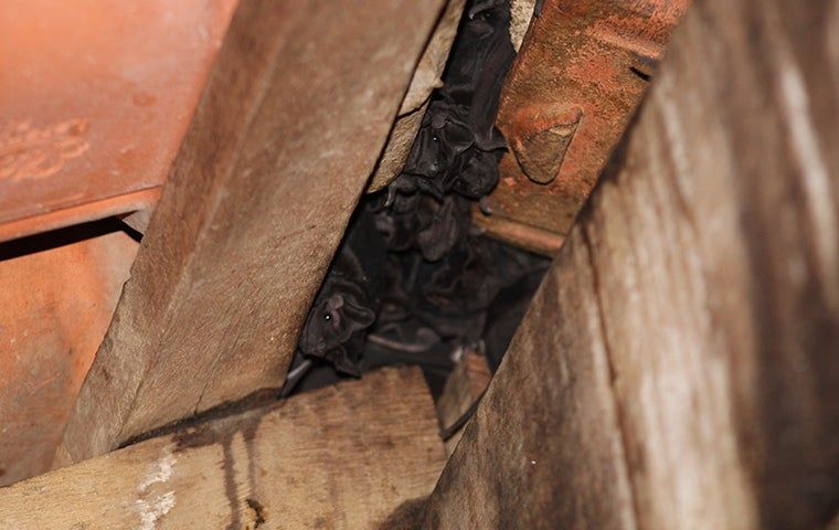 How To Get Rid Of Bats In Your Attic During A Renovation | CP Bat ...