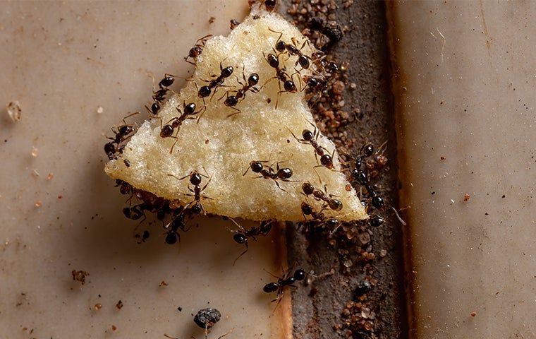 Ant Control 101 A Helpful Guide For Boca Raton Homeowners Gotbugsikill