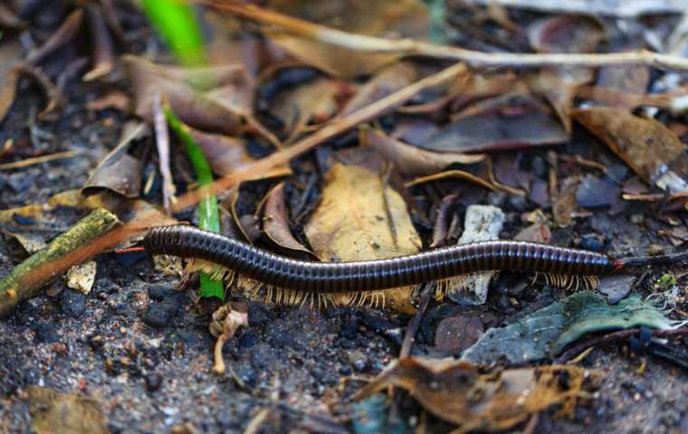 Millipede Nest