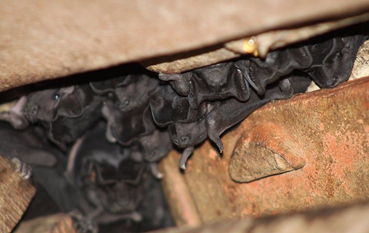 Difference Between Bat And Mouse Droppings