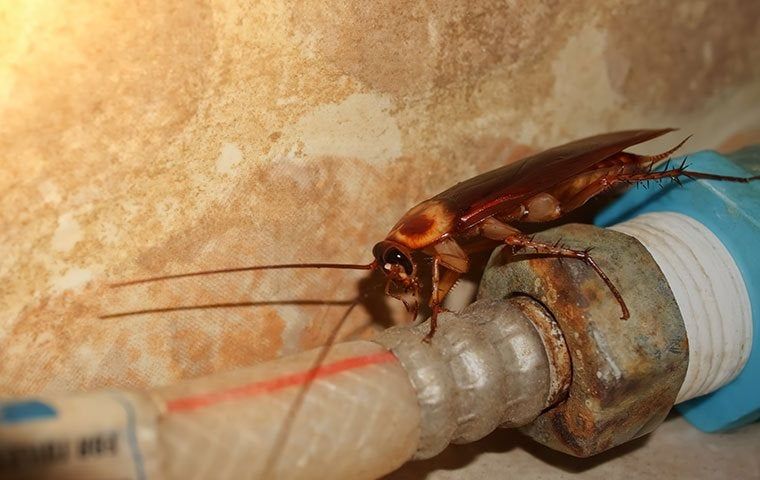 How To Get Rid Of Cockroaches On Your Denver, CO Property | Advantage ...