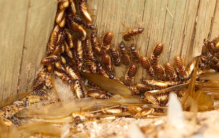 When Do Termites Swarm In Texas? | Accurate Pest Control