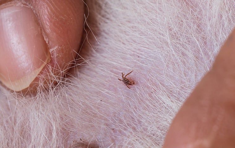 The Ultimate Guide To Effective Tick Control For Boca Raton Properties ...