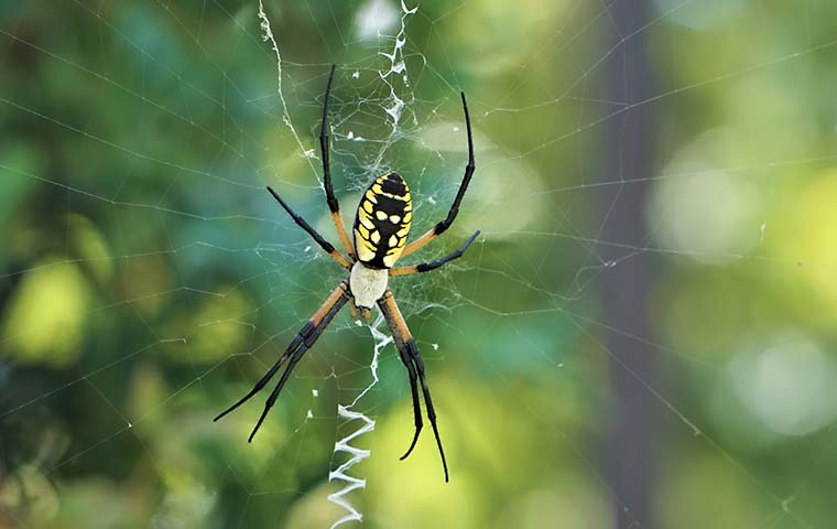 The Best Way To Keep The Spiders In Denver Outside | Advantage Pest ...