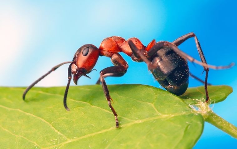 The Ultimate Guide To Effective Ant Prevention And Control For Homes In ...
