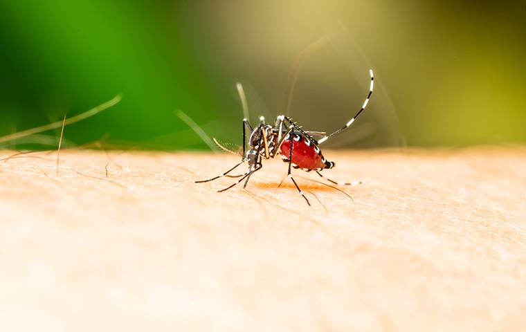 Male Mosquito
