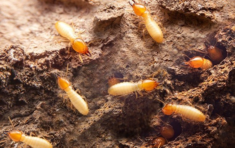 Termite Colony Cast
