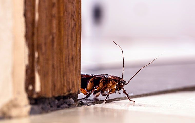 How To Get Rid Of Roaches In Your Marlborough Home For Good | Bug Bully ...