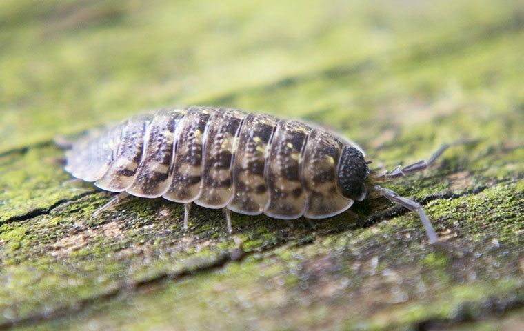 Sow Bugs In Basement