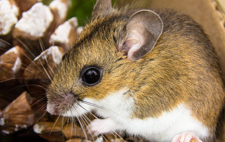 Not Even A Mouse: Winter Mice Prevention Tips For Fairfax Residents ...