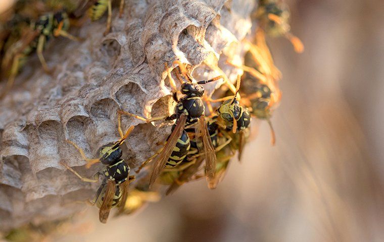Wasps In Charlotte: A Comprehensive Guide To Wasp Removal And ...