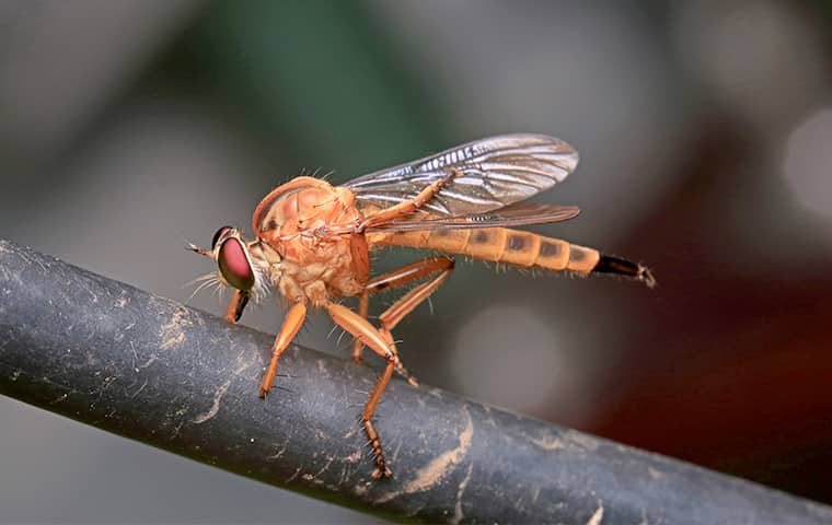 Phorid Fly Infestation In Your Parkland Home? Learn How to Get Rid of ...